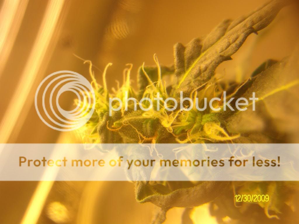 Growing out my Hermie for fun. 4 weeks into flowering now. lots of pics ...