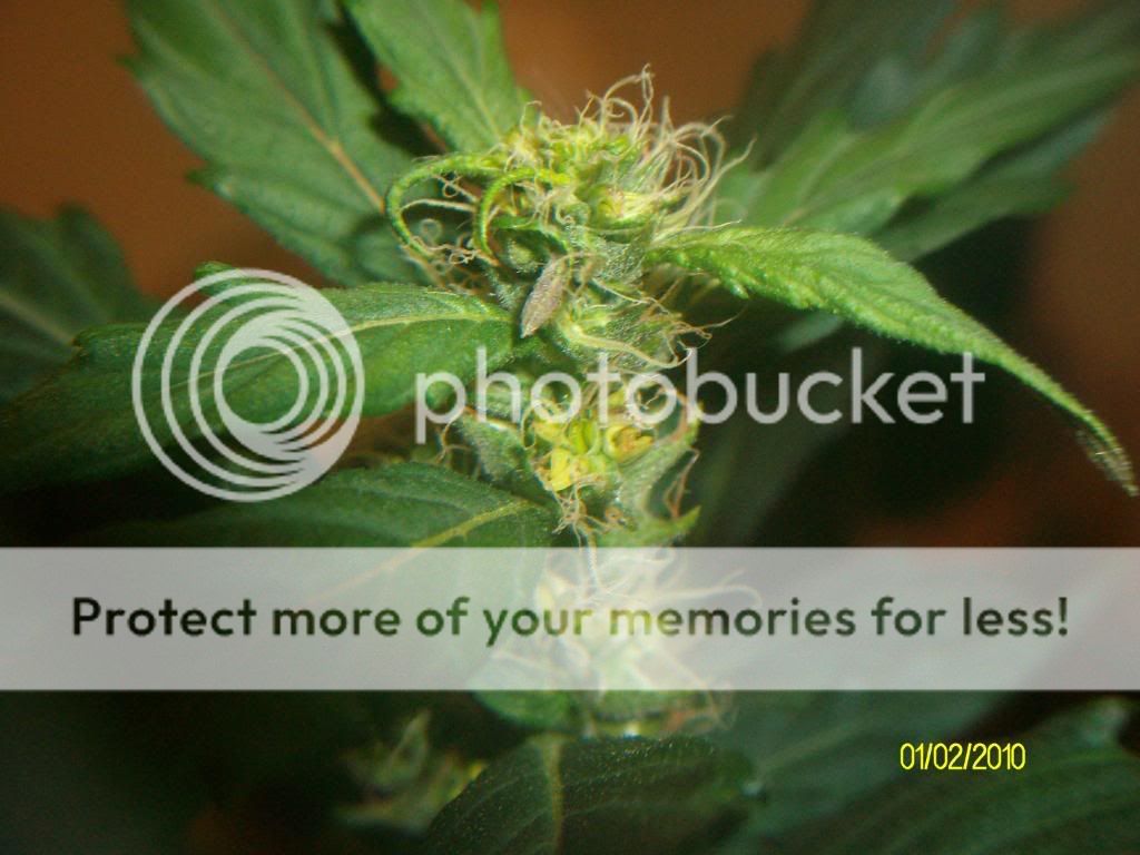 Growing out my Hermie for fun. 4 weeks into flowering now. lots of pics ...