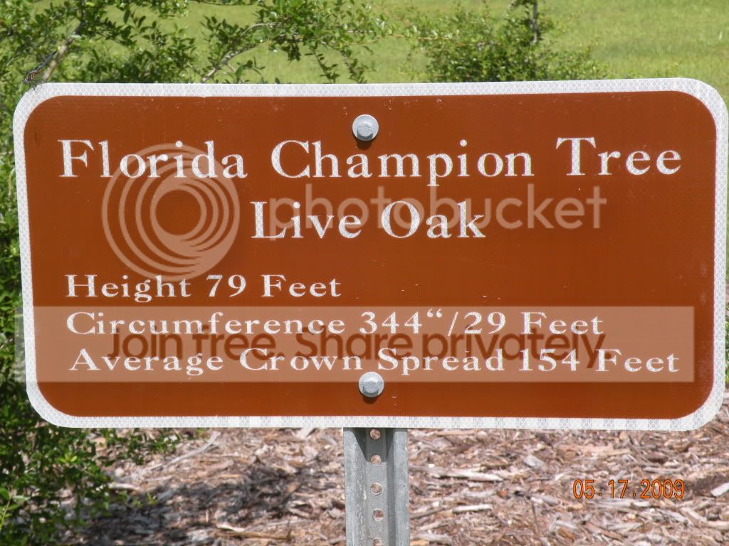 cellon oak | Arborist, Chainsaw & Tree Work Forum