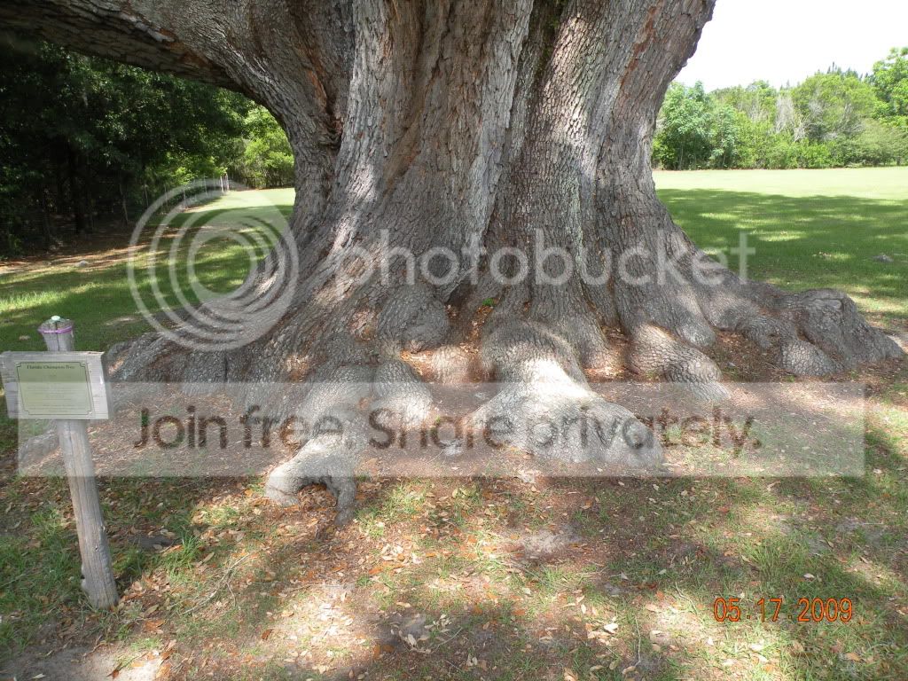 cellon oak | Arborist, Chainsaw & Tree Work Forum