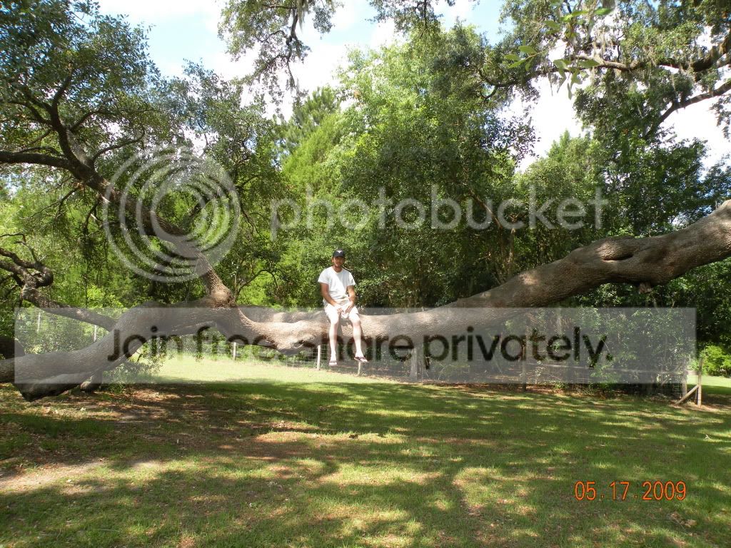 cellon oak | Arborist, Chainsaw & Tree Work Forum