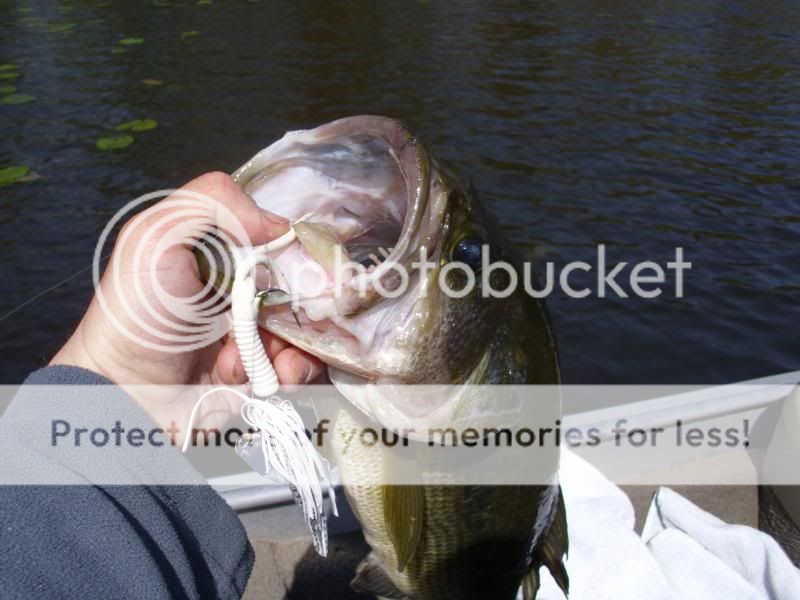 The Booyah Boogee Bait strikes again!!!! | BASS BARN